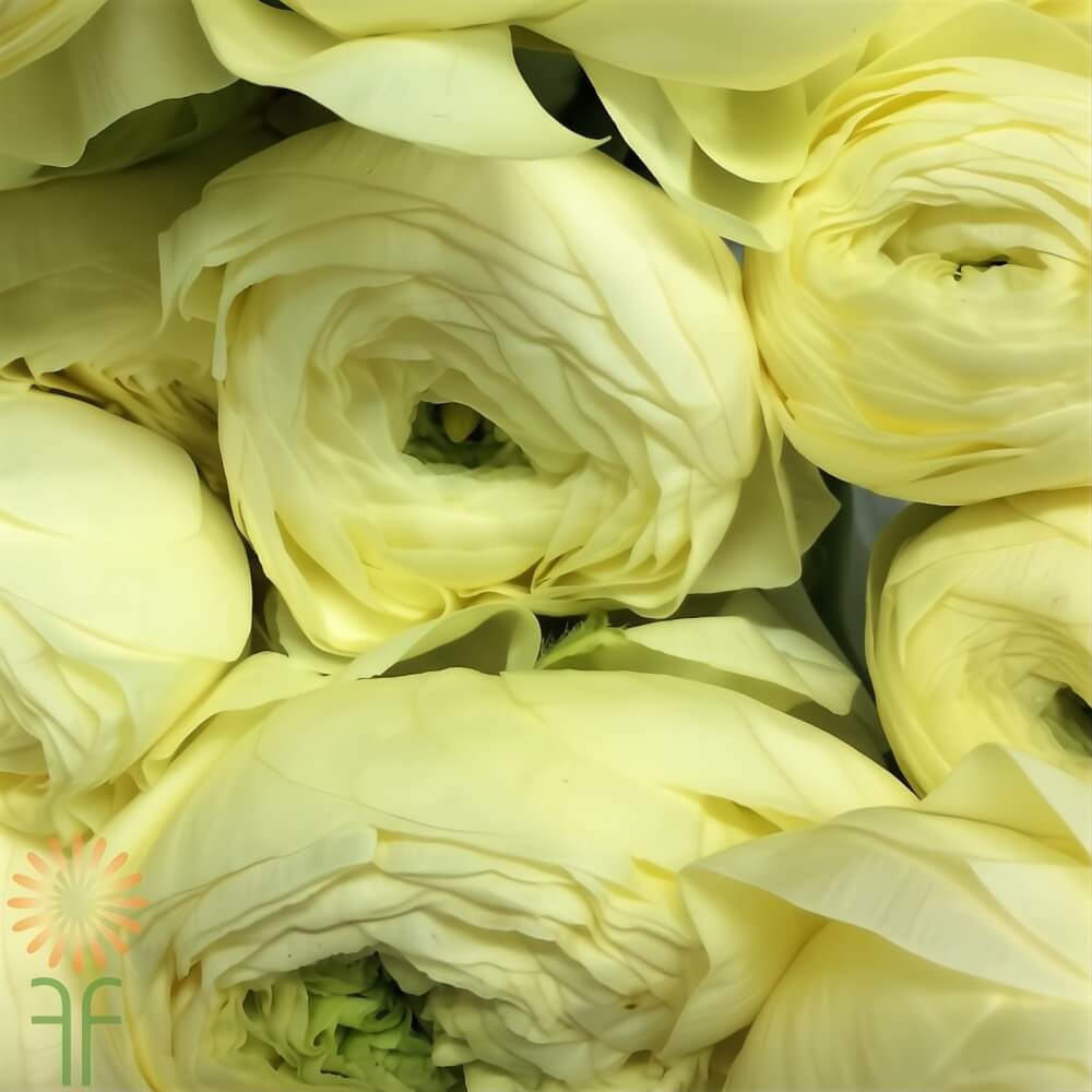 Buy Wholesale Cream Elegance Ranunculus Online – Guaranteed Fresh