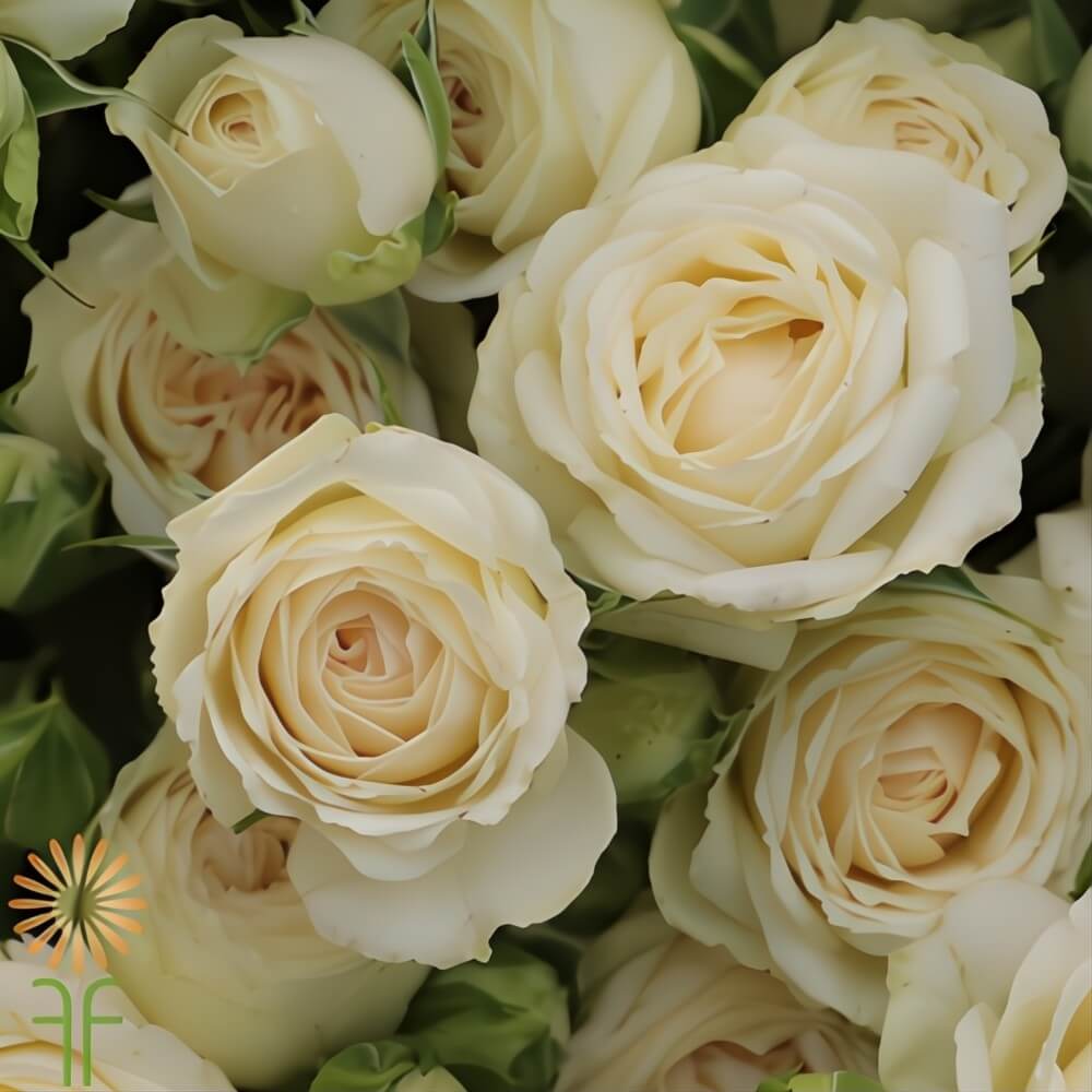 Bulk Wholesale American Grown Flowers & Foliage | Fabulous Florals