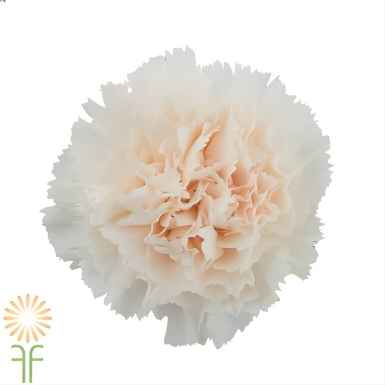 Fresh-Cut Wholesale Carnations for Weddings and Events | Fabulous Florals