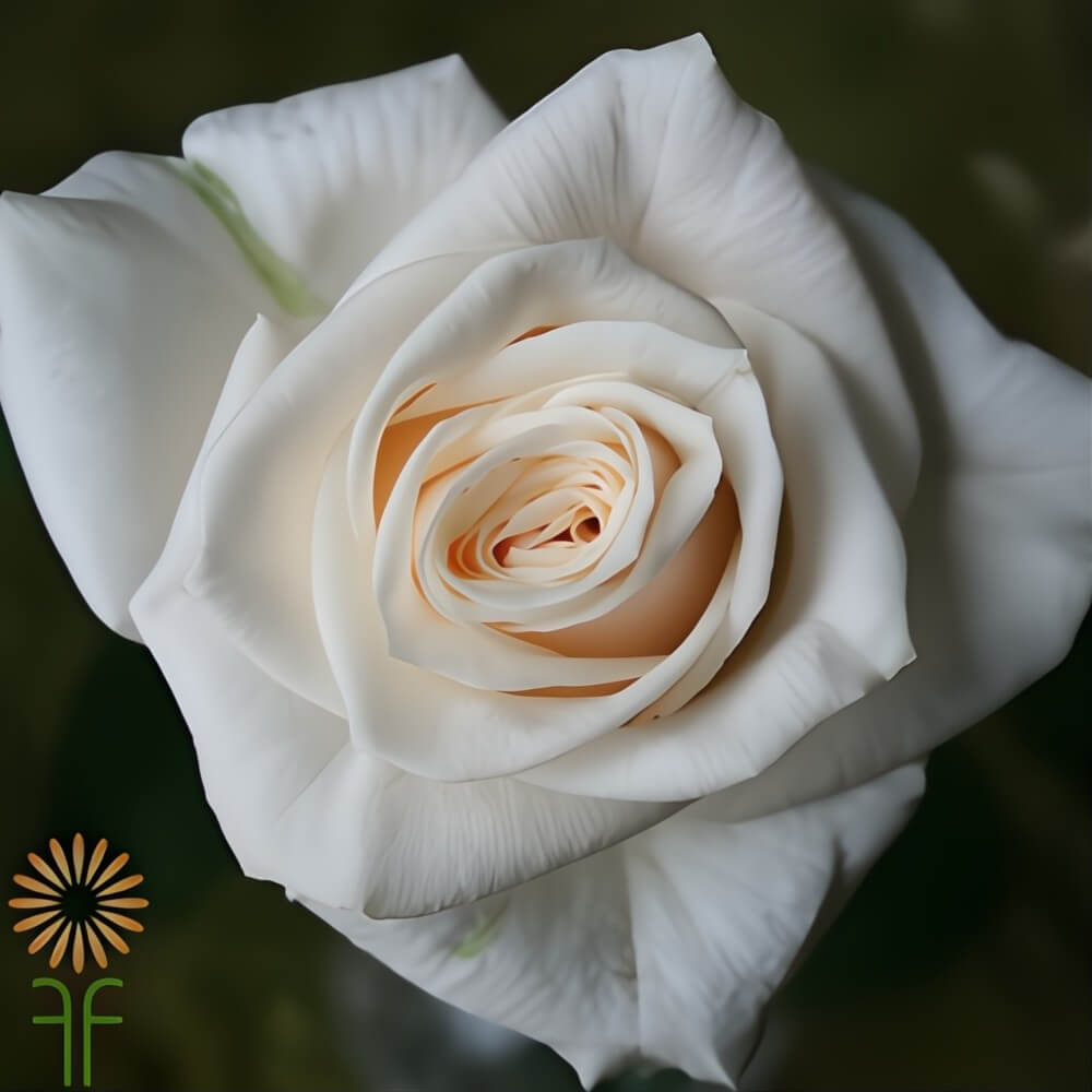 Buy Wholesale Cream Vendela Roses Online – Guaranteed Fresh