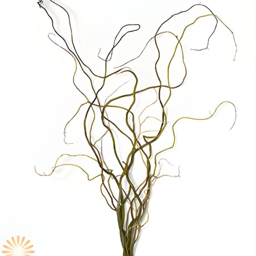 Curly Willow Branches, medium | Fabulous Florals