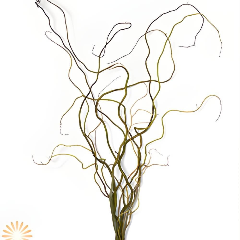 Buy Wholesale Curly Willow Branches, medium Online – Guaranteed Fresh