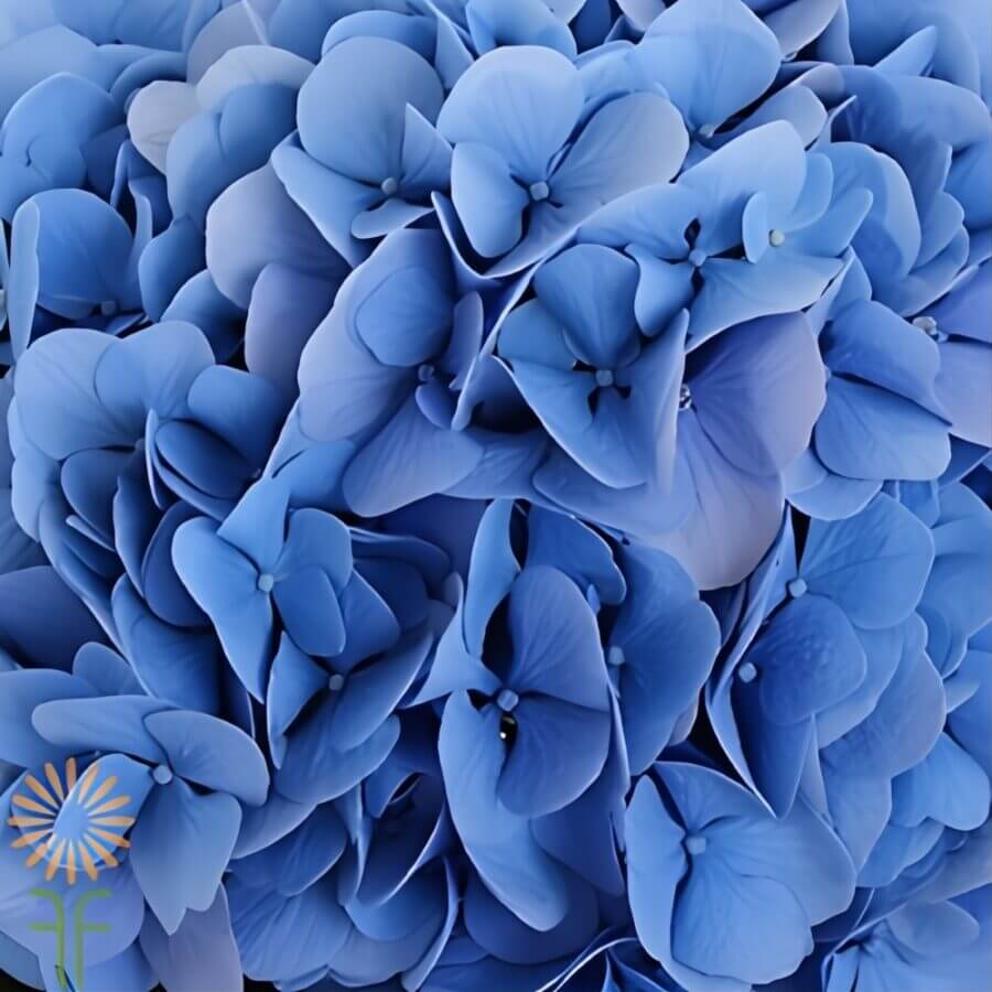 Wholesale Hydrangeas for Weddings, Arrangements, and Events | Fabulous ...