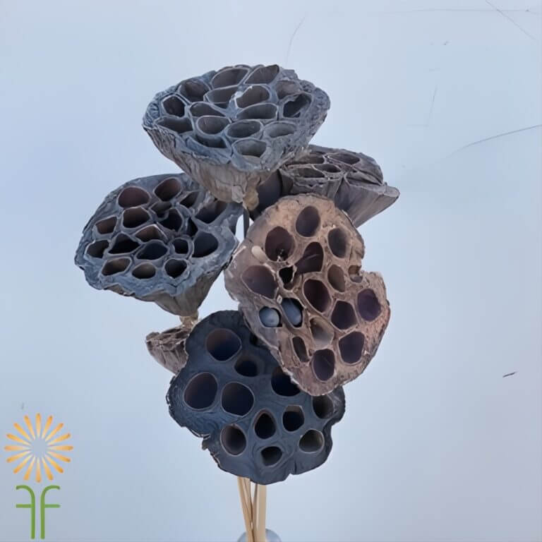 Dried Natural Lotus Pods | Fabulous Florals