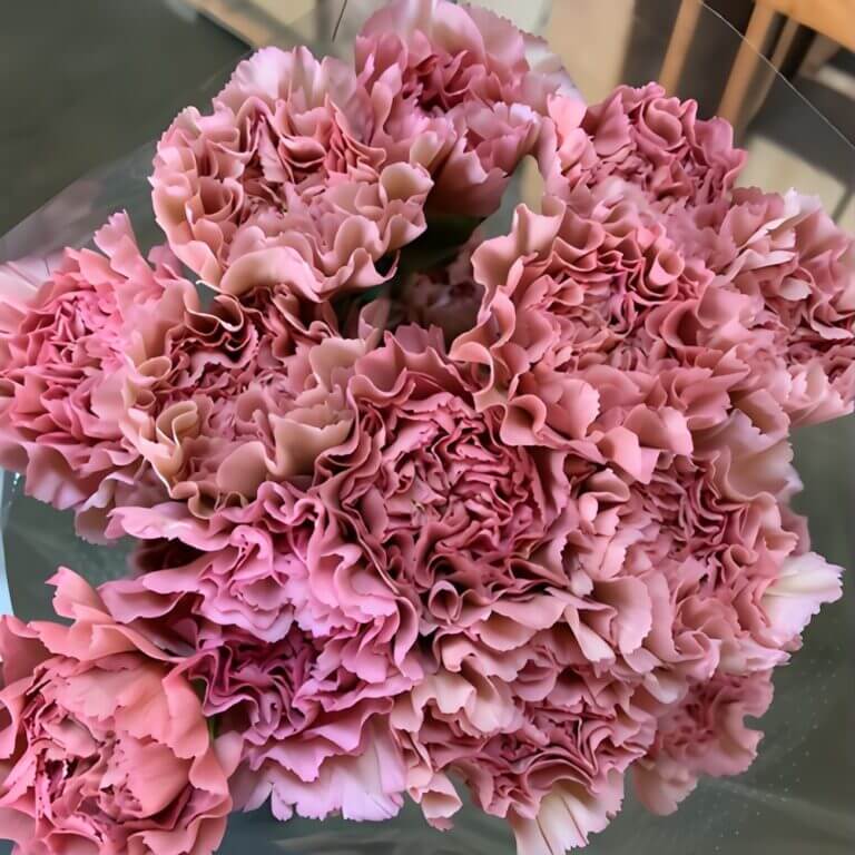 Fresh-Cut Wholesale Carnations for Weddings and Events | Fabulous Florals