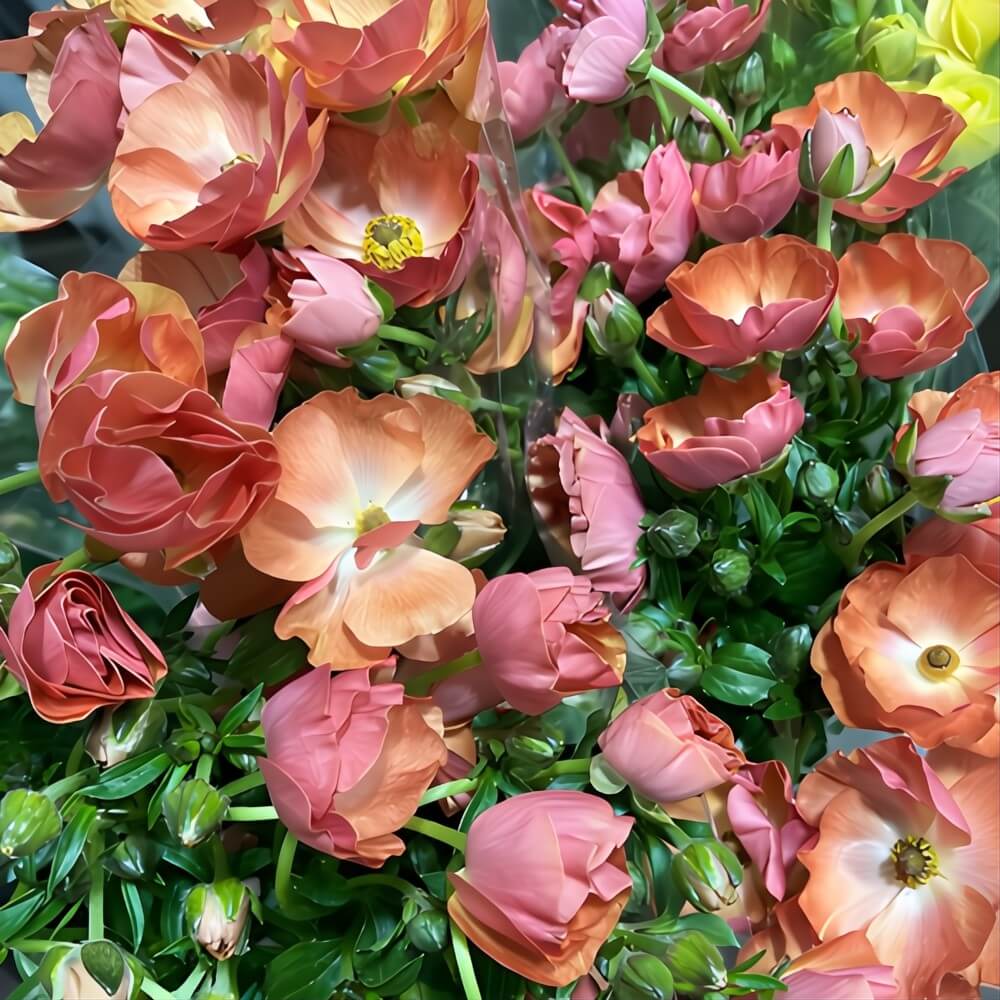Buy Wholesale Coral/Peach Butterfly Ranunculus Online – Guaranteed Fresh