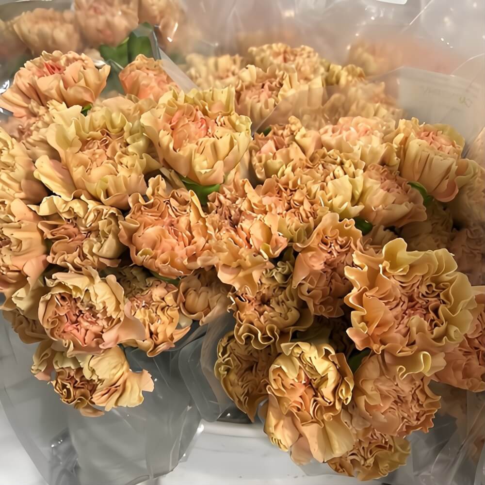 Fresh-Cut Wholesale Carnations for Weddings and Events | Fabulous Florals