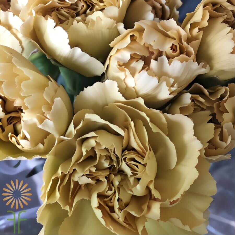 Fresh-Cut Wholesale Beige Flowers for Weddings and Events | Fabulous ...