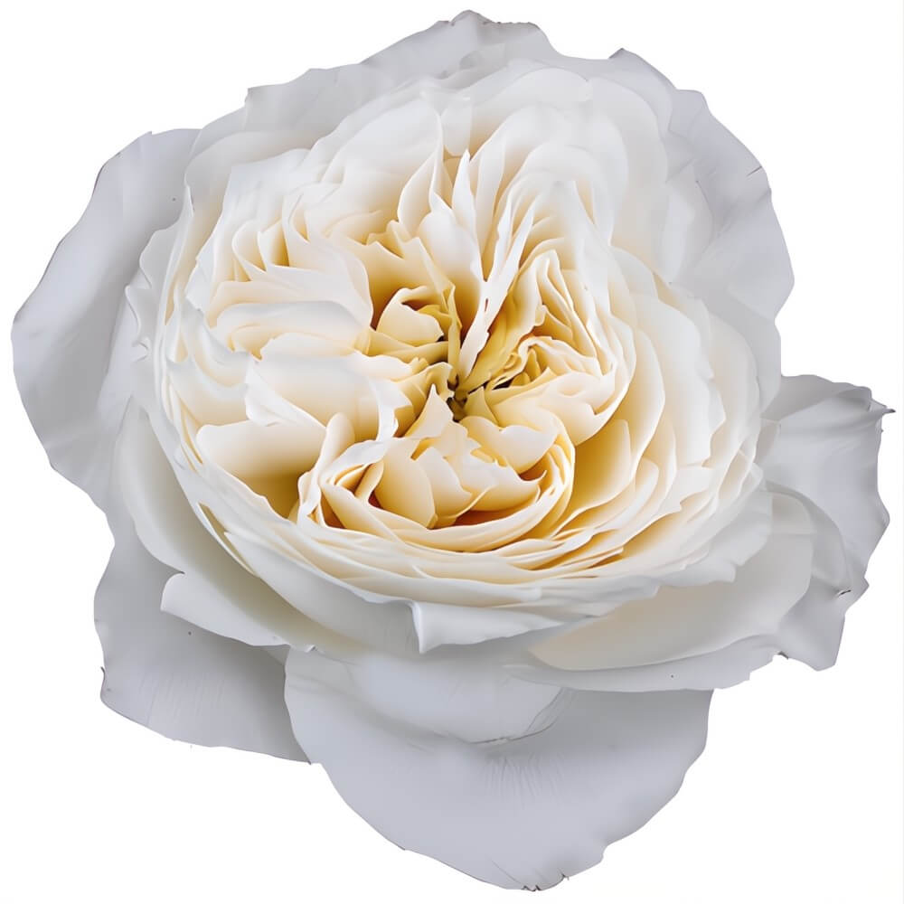 Buy Wholesale White Cloud Garden Roses Online – Guaranteed Fresh