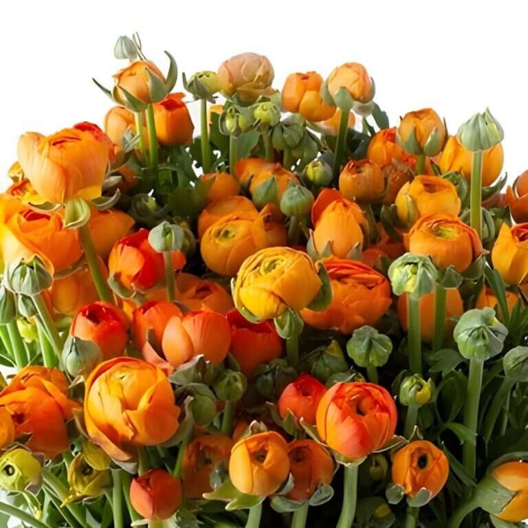 Step-by-Step DIY Flower Arranging for Events & Home