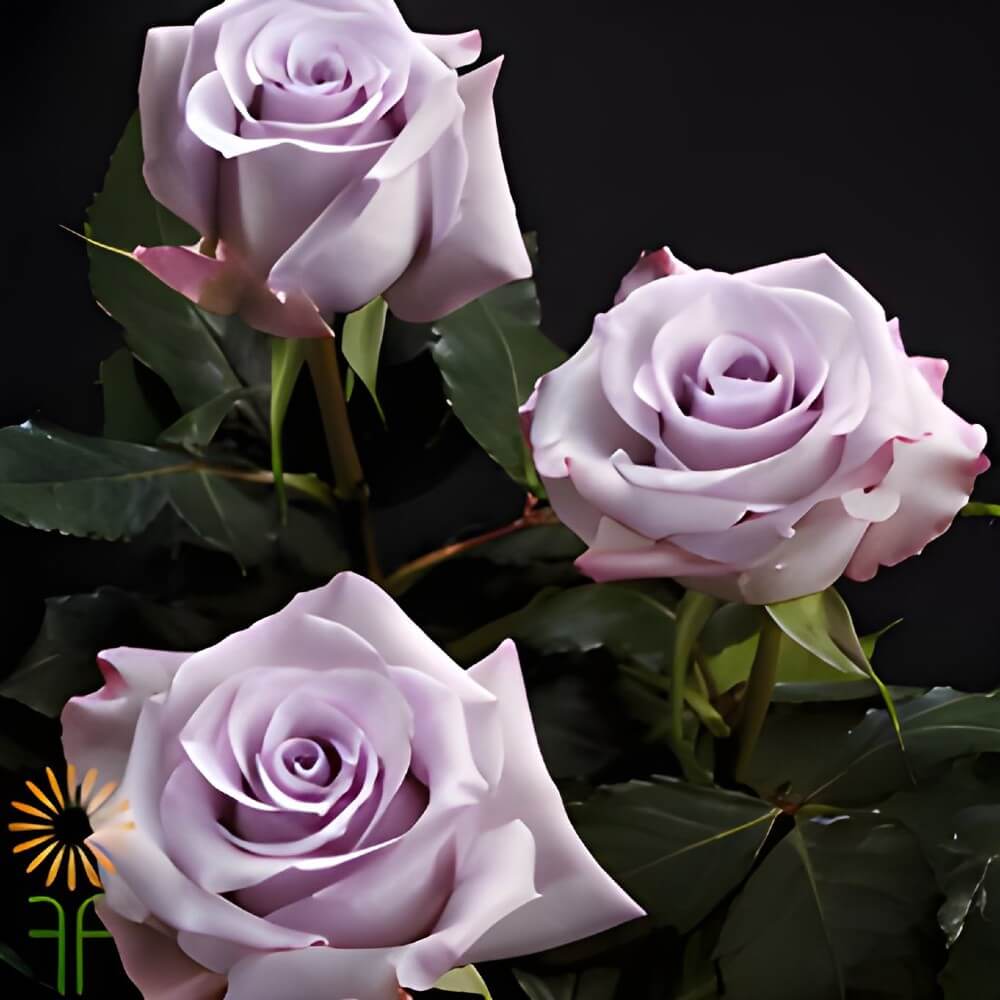 Buy Wholesale Lavender Ocean Song Roses Online – Guaranteed Fresh