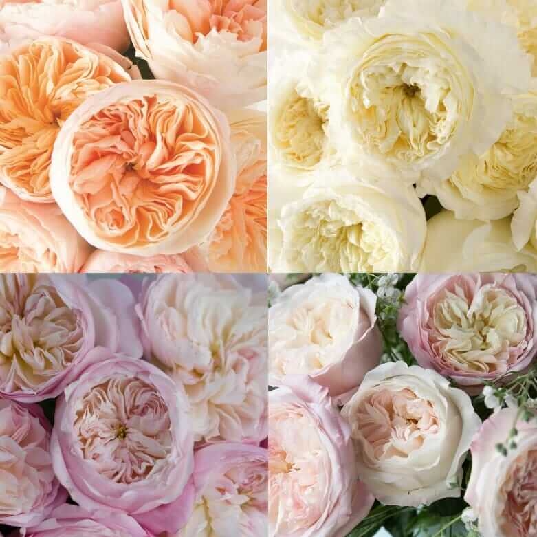 Buy Wholesale Assorted David Austin Wedding and Event Roses Online ...