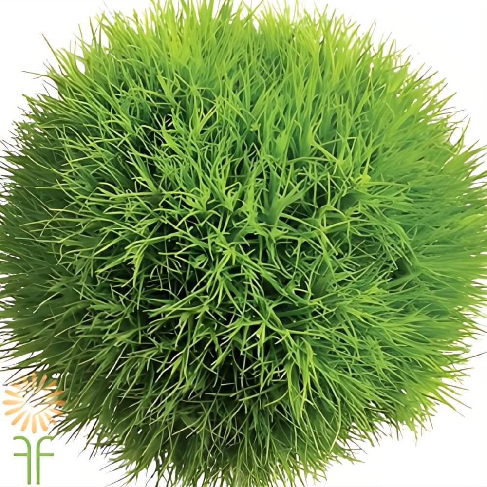Buy Wholesale Green Trick Dianthus Online – Guaranteed Fresh