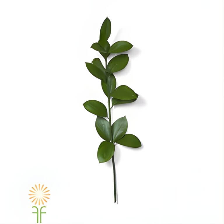 Israeli Ruscus | Fabulous Florals