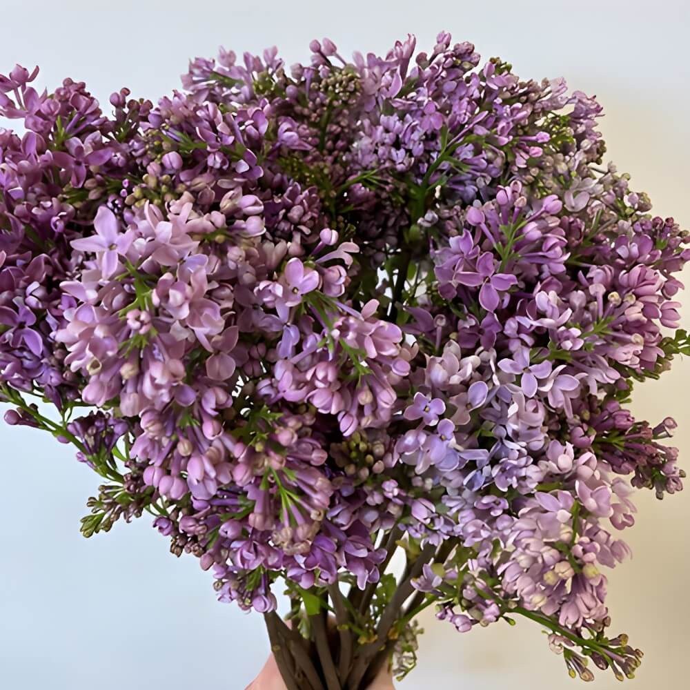 Buy Wholesale Lavender Lilac (Dutch) Online – Guaranteed Fresh