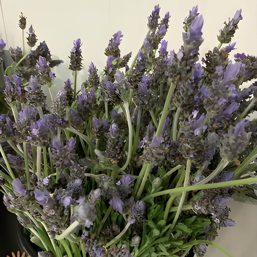 Buy Wholesale Fresh Cut Lavender Online – Guaranteed Fresh