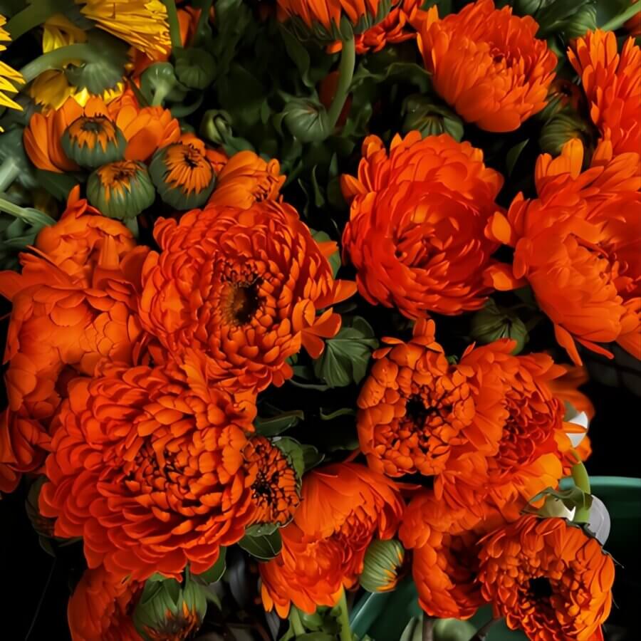 Orange Calendula | Fabulous Florals