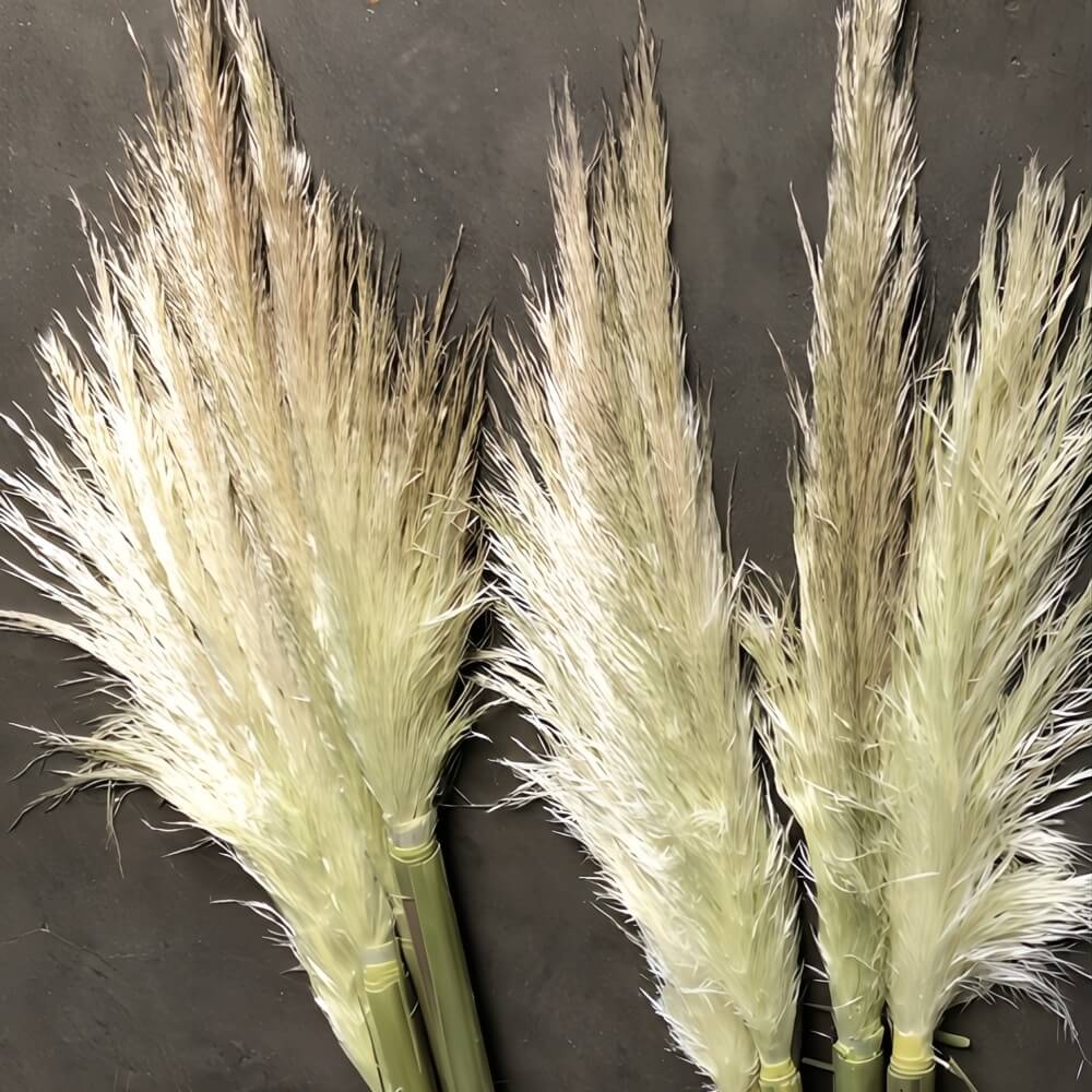 Buy Wholesale Pampas Grass, fresh Online – Guaranteed Fresh