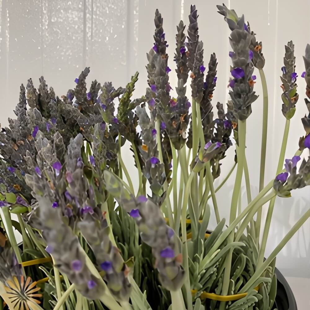 Buy Wholesale Fresh Cut Lavender Online – Guaranteed Fresh