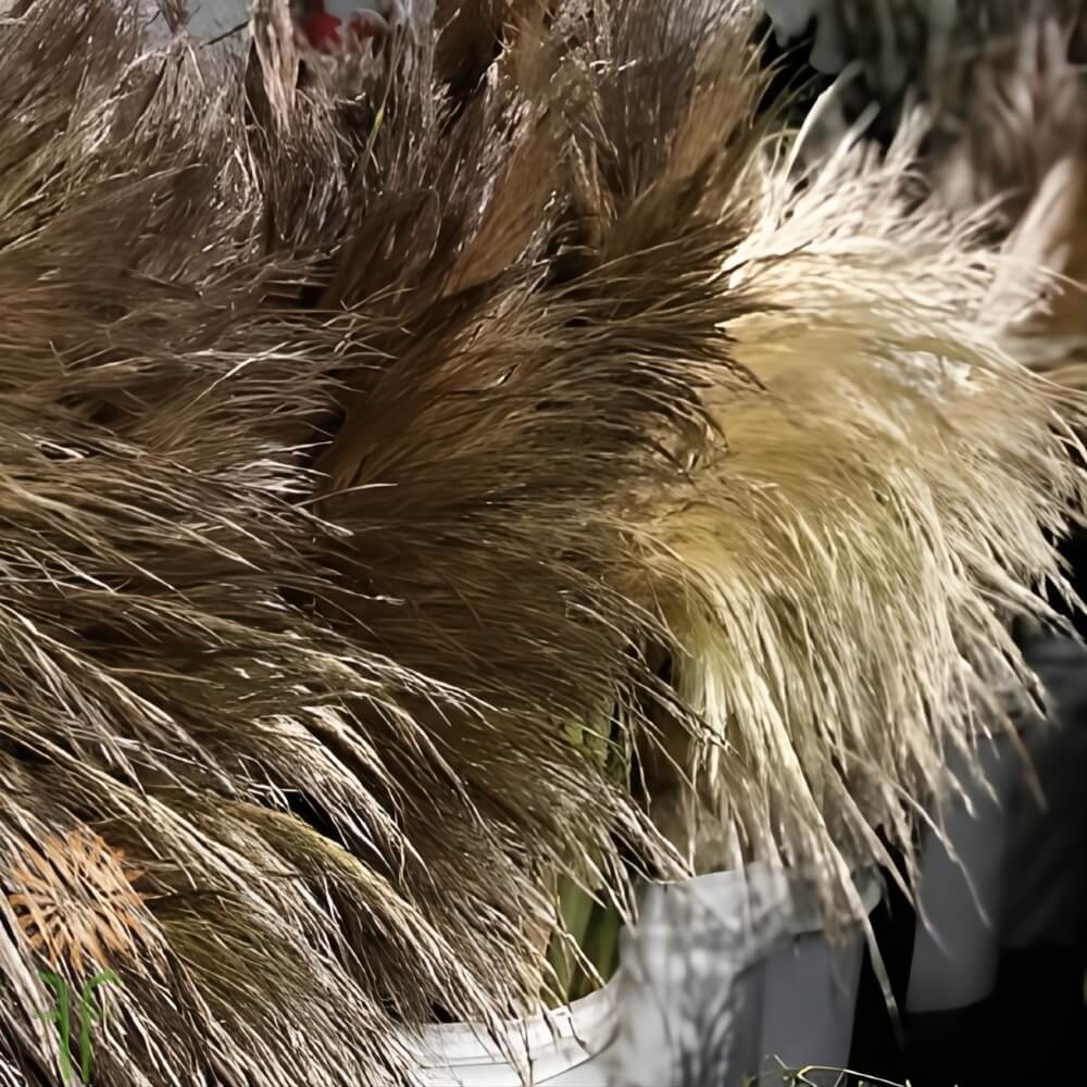 Buy Wholesale Pampas Grass, fresh Online – Guaranteed Fresh