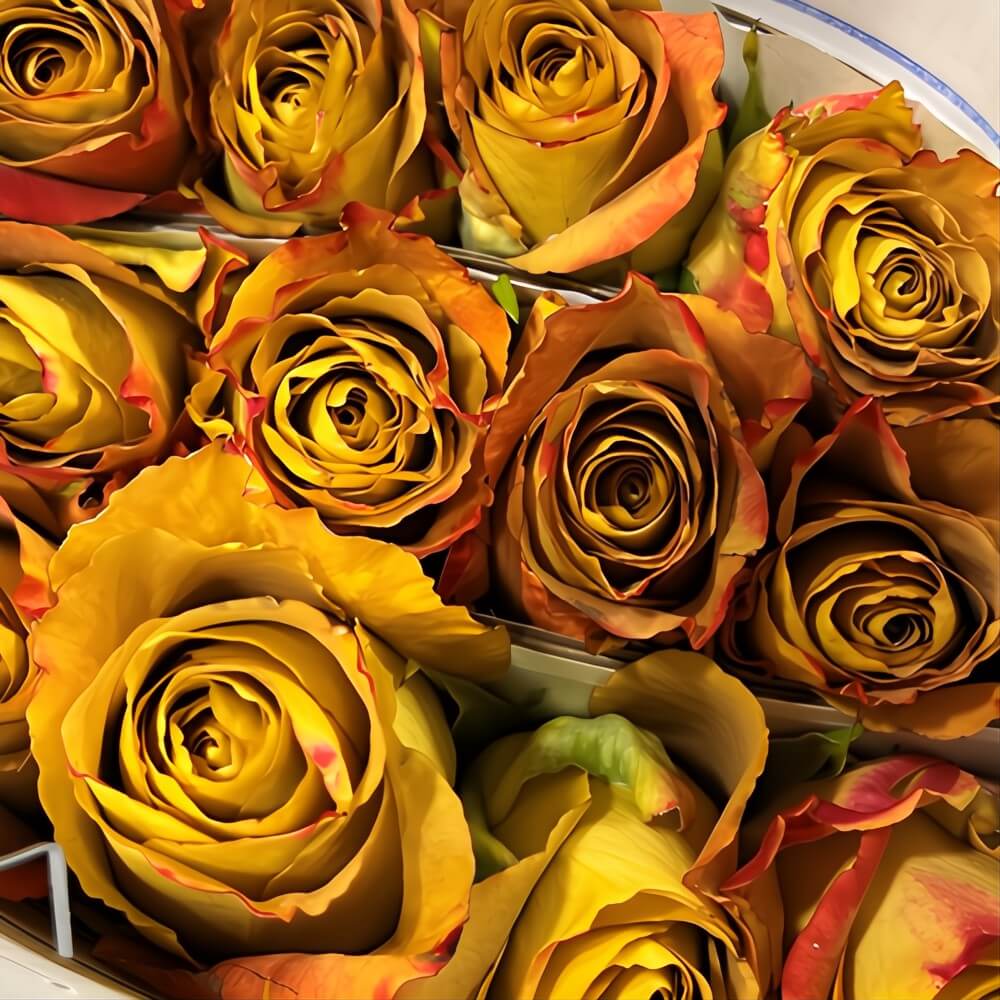 Buy Wholesale Gold Heart of Gold Roses Online – Guaranteed Fresh
