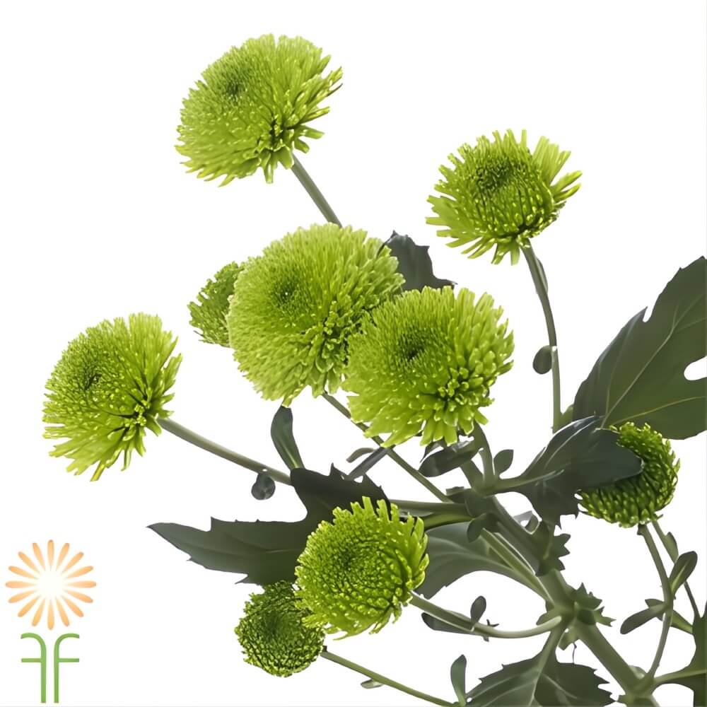 Buy Wholesale Green Button Spray Mums Online – Guaranteed Fresh