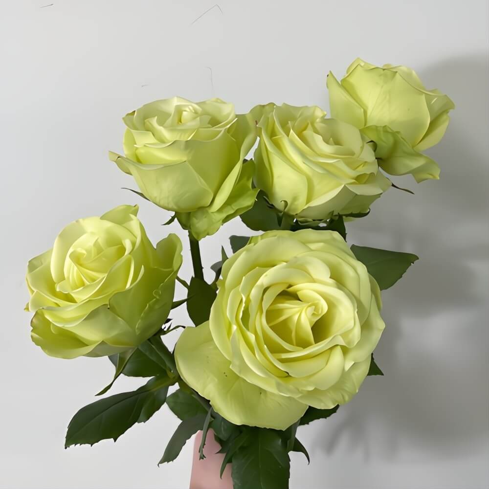 Buy Wholesale Green Romance Roses Online – Guaranteed Fresh