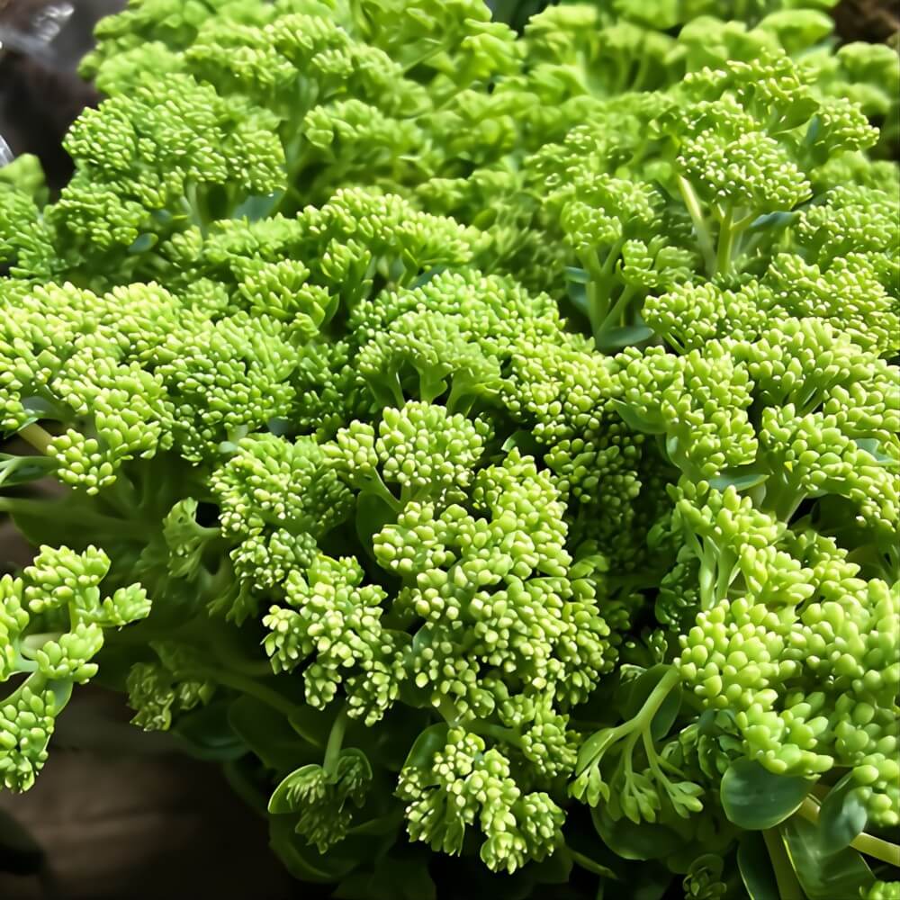 Buy Wholesale Green Sedum Online – Guaranteed Fresh