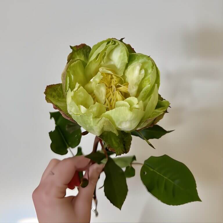 Buy Wholesale Green Veggie Roses Online – Guaranteed Fresh