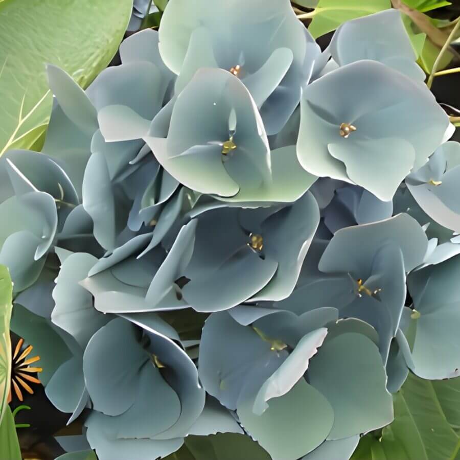 Wholesale Hydrangeas for Weddings, Arrangements, and Events | Fabulous ...
