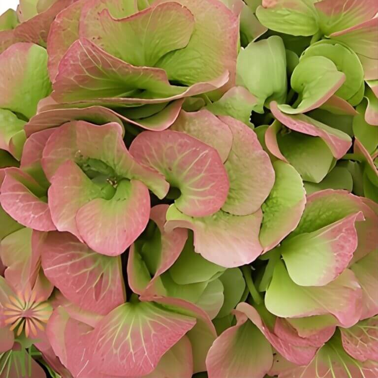 Wholesale Hydrangeas for Weddings, Arrangements, and Events | Fabulous ...
