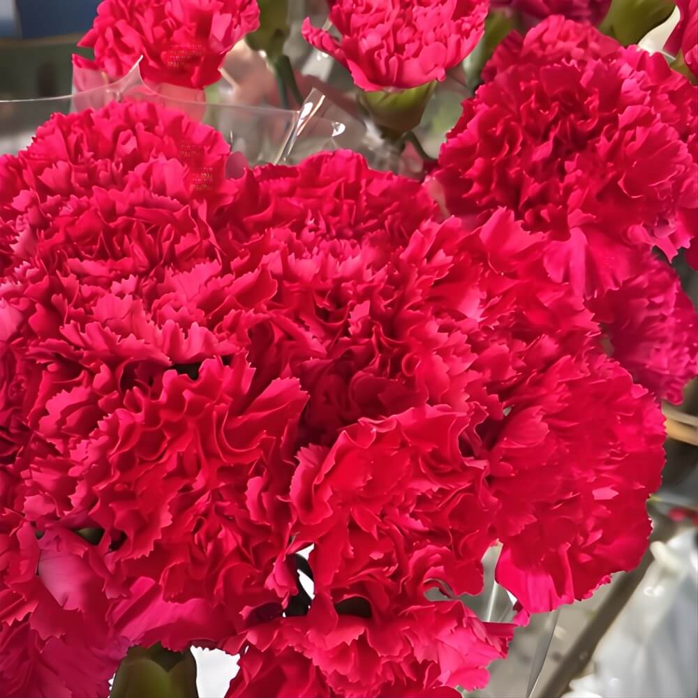 Fresh-Cut Wholesale Carnations for Weddings and Events | Fabulous Florals