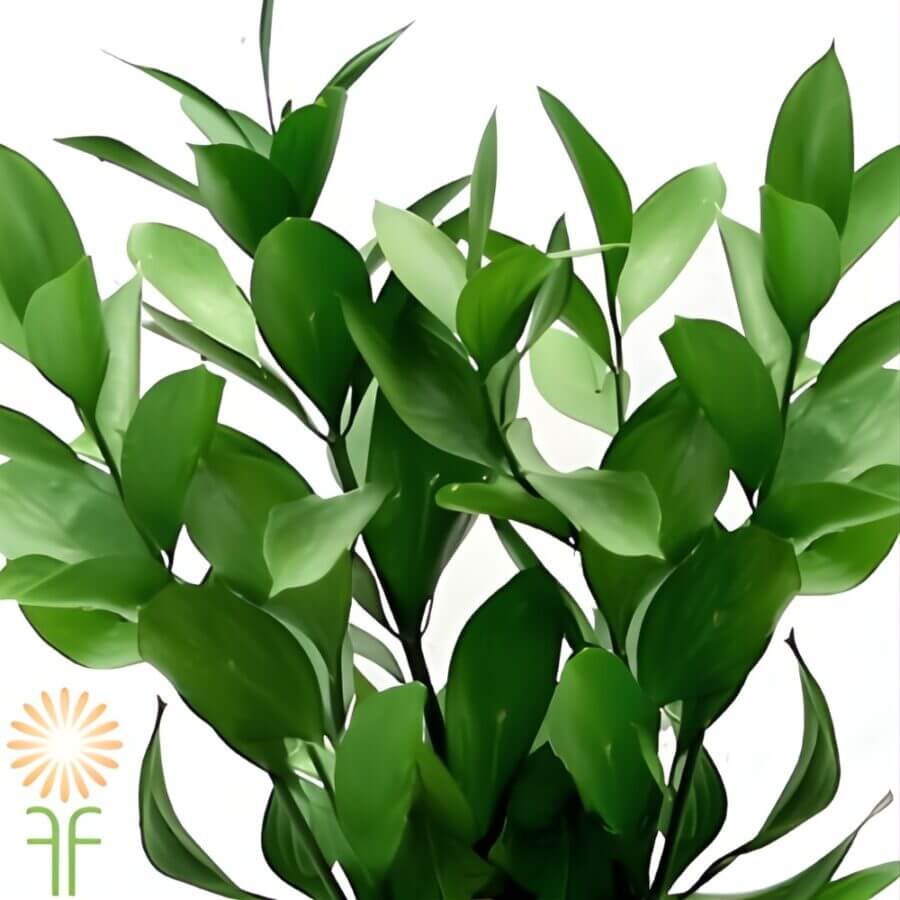 Israeli Ruscus | Fabulous Florals