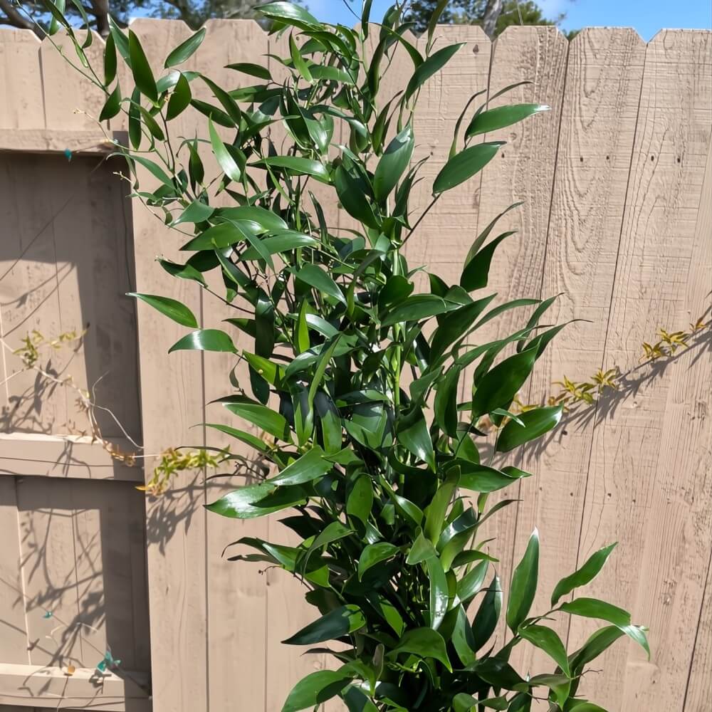 Buy Wholesale Italian Ruscus Super Long Online – Guaranteed Fresh