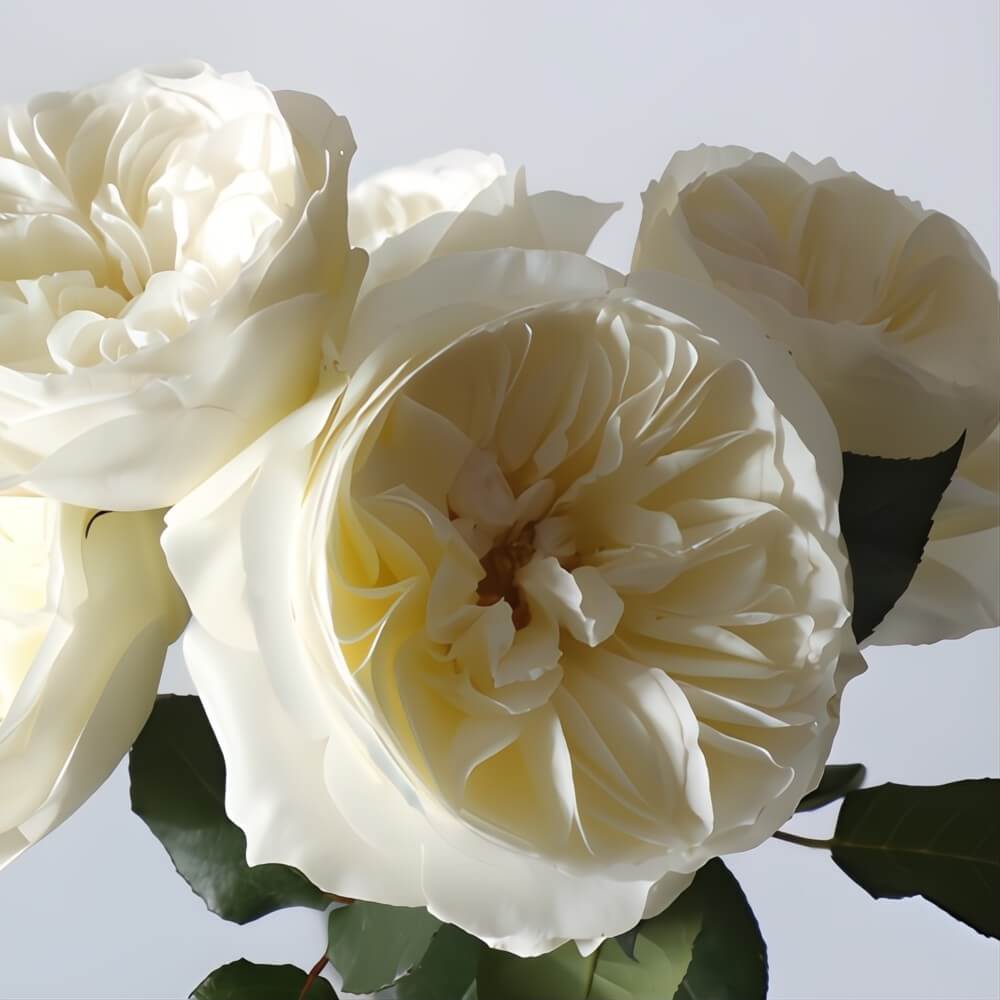 Buy Wholesale Ivory Leonora Garden Roses Online – Guaranteed Fresh