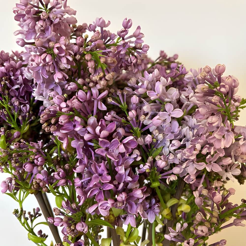 Buy Wholesale Lavender Lilac (Dutch) Online – Guaranteed Fresh