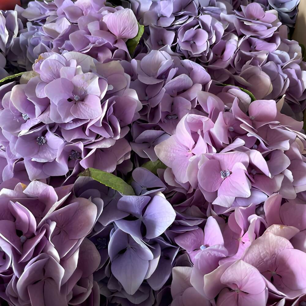 Wholesale Hydrangeas for Weddings, Arrangements, and Events | Fabulous ...