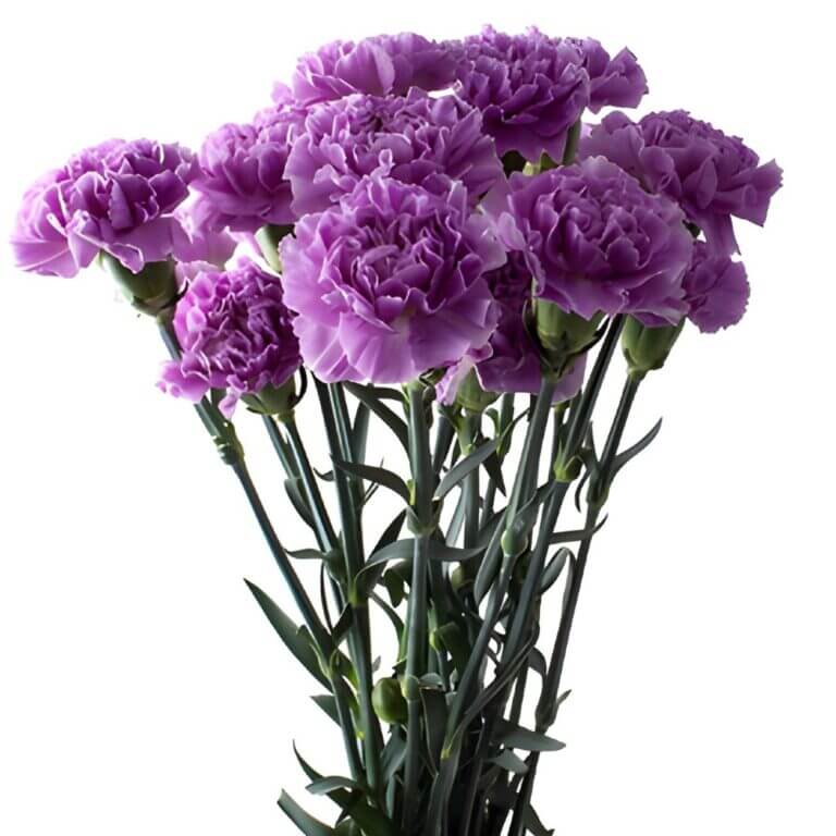 Fresh-Cut Wholesale Carnations for Weddings and Events | Fabulous Florals