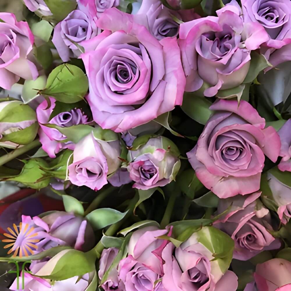 Buy Wholesale Lavender Ocean Mikado Spray Roses Online – Guaranteed Fresh