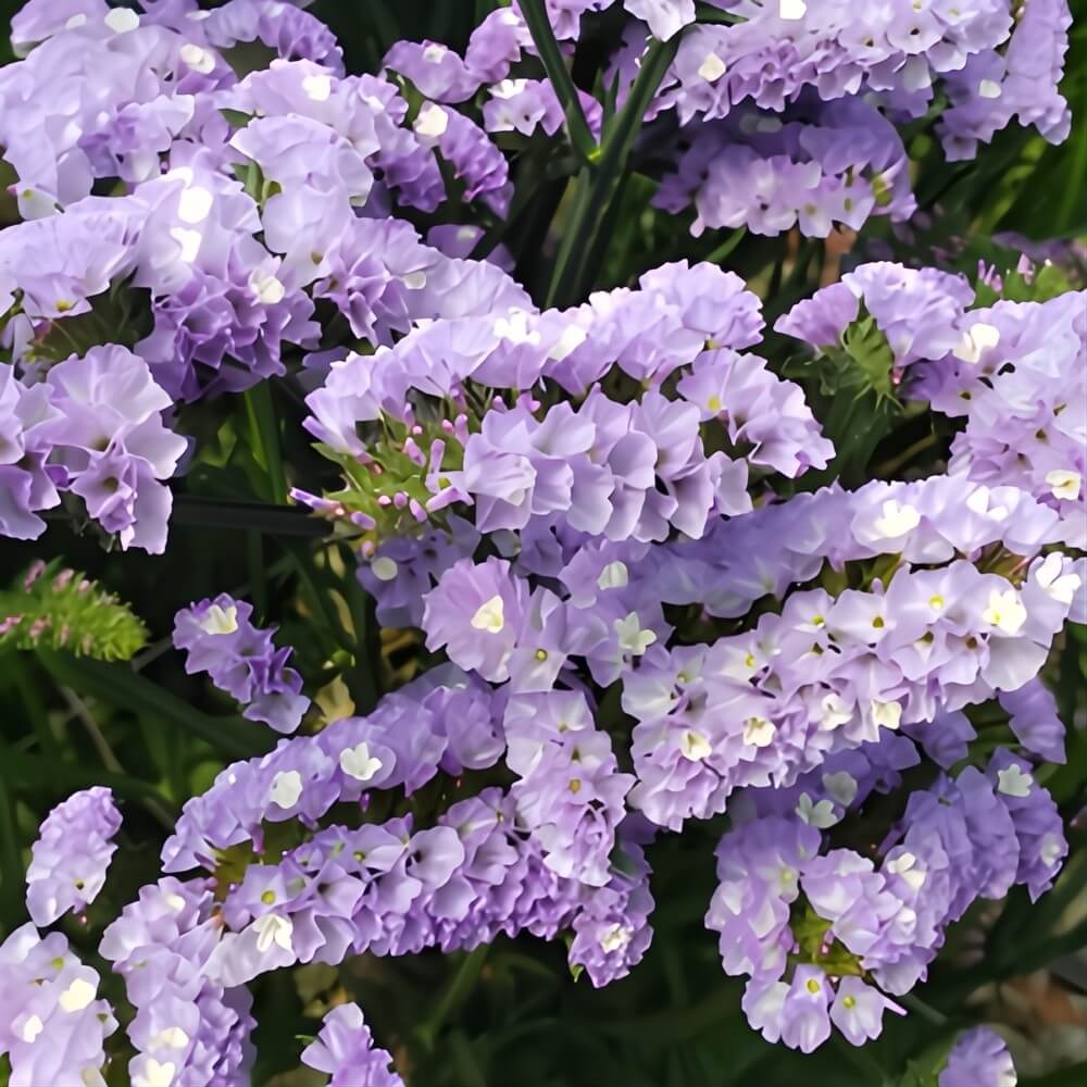 Buy Wholesale Lavender Sinuata Statice Online – Guaranteed Fresh
