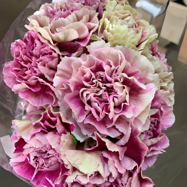 Fresh-Cut Wholesale Carnations for Weddings and Events | Fabulous Florals