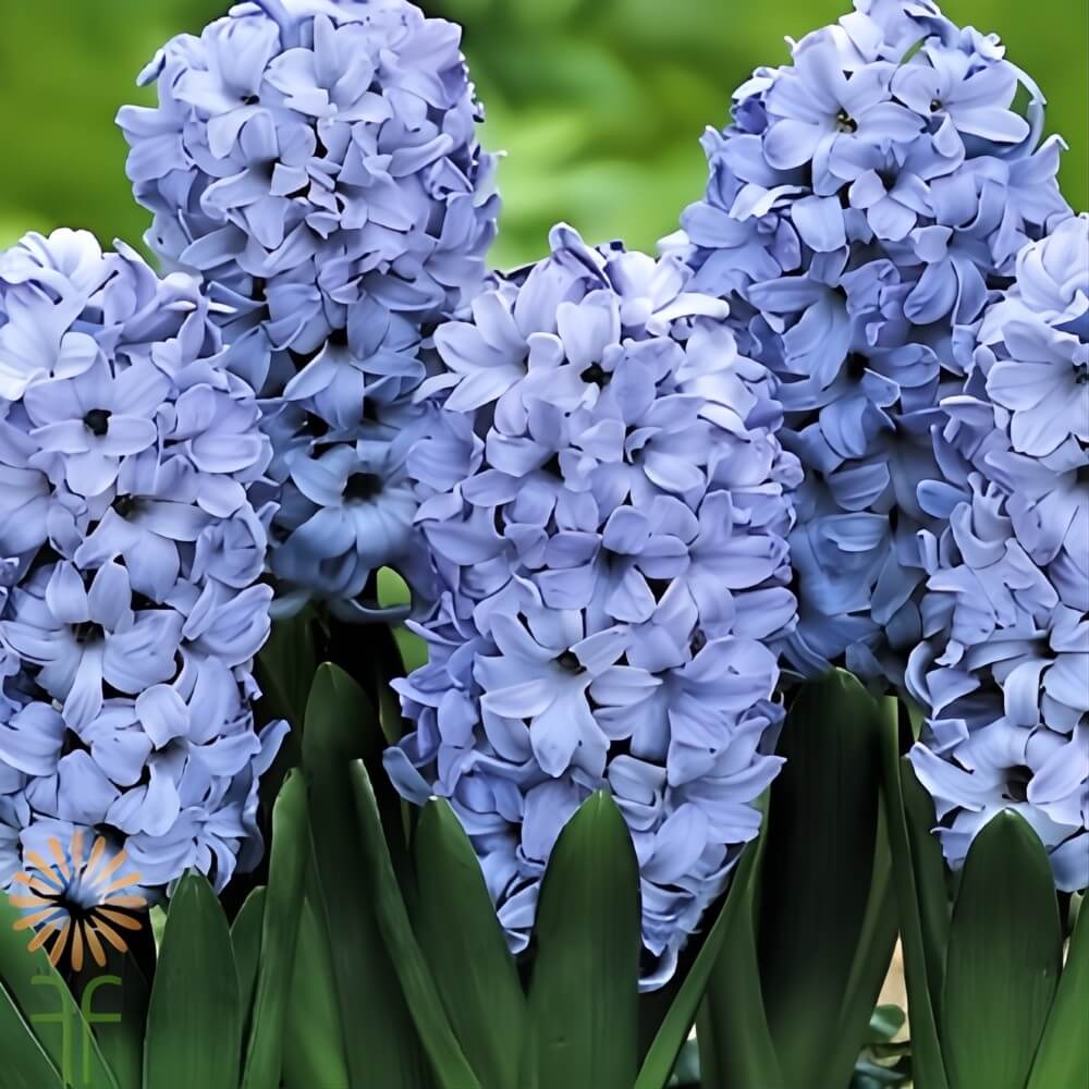Buy Wholesale Light Blue Hyacinth Online – Guaranteed Fresh