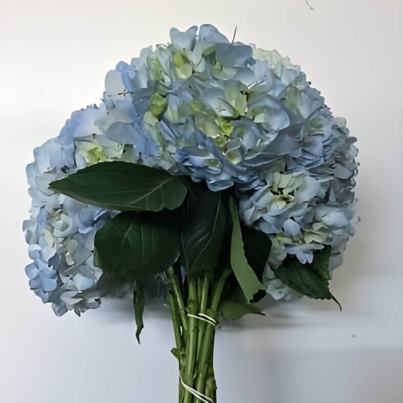Buy Wholesale Light Blue Hydrangeas (10 stems) Online – Guaranteed Fresh