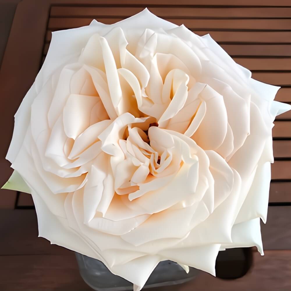 Buy Wholesale Light Peach Princess Maya Garden Roses Online ...