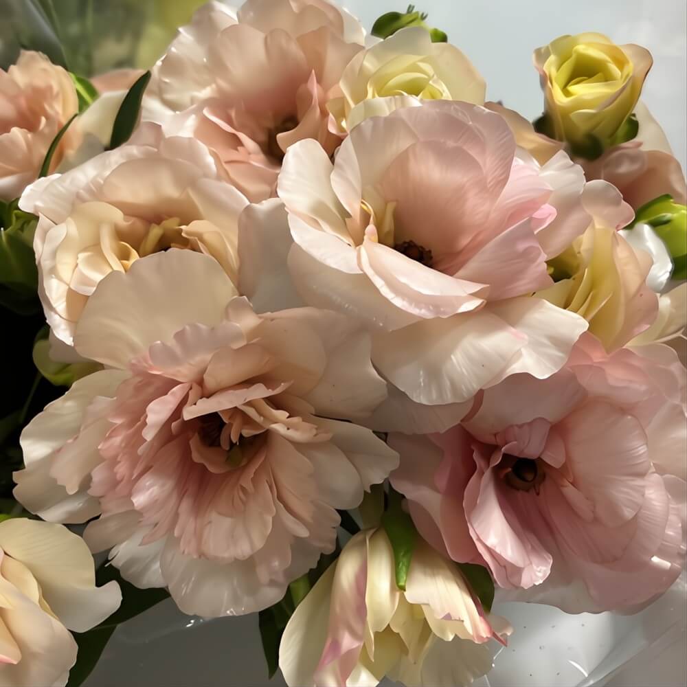 Buy Wholesale Light Pink Butterfly Ranunculus Online – Guaranteed Fresh