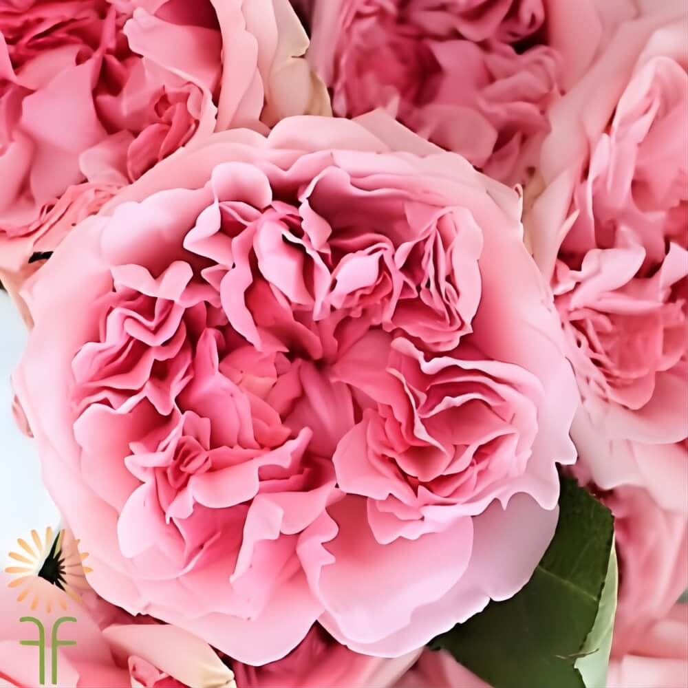 Buy Wholesale Light Pink Miranda Garden Roses Online – Guaranteed Fresh