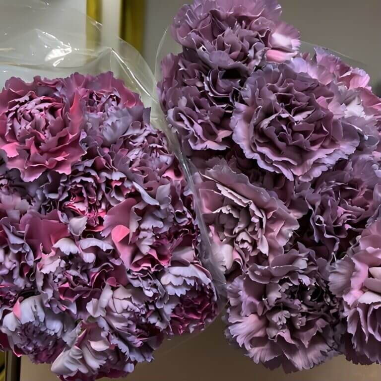 Wholesale Carnations for DIY Weddings & Events | Fabulous Florals