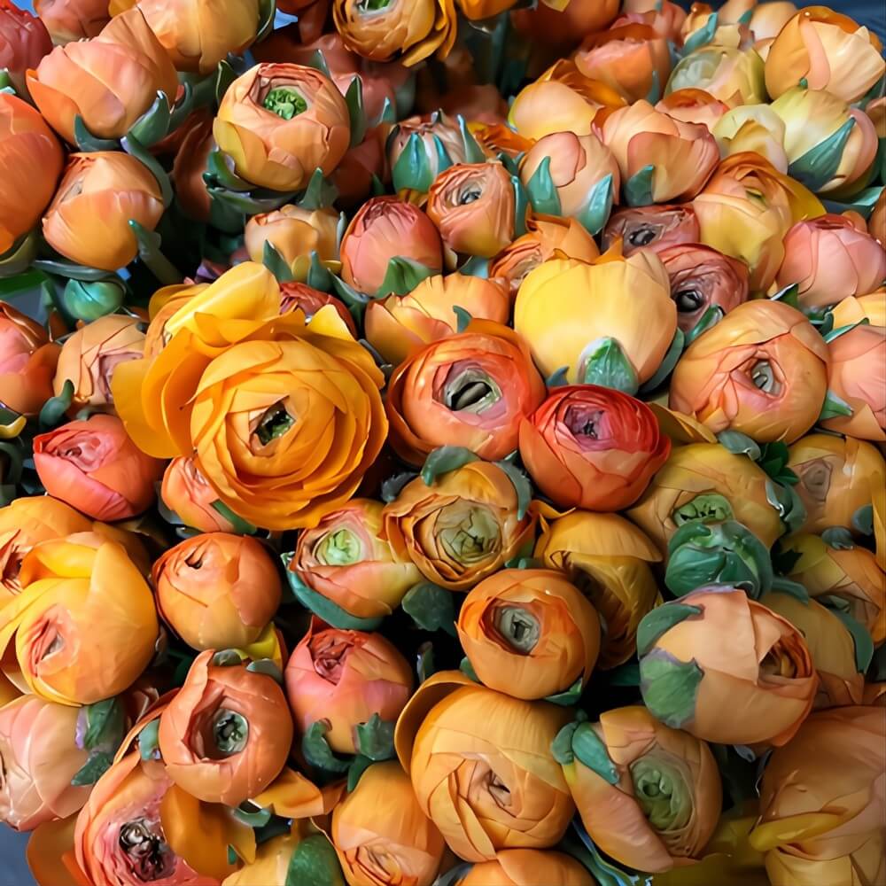 Buy Wholesale Orange California Ranunculus Online – Guaranteed Fresh