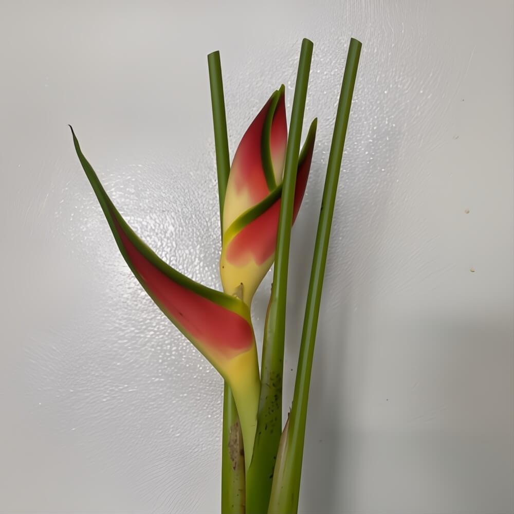Buy Wholesale Orange and Yellow Bihai Upright Heliconia Online ...