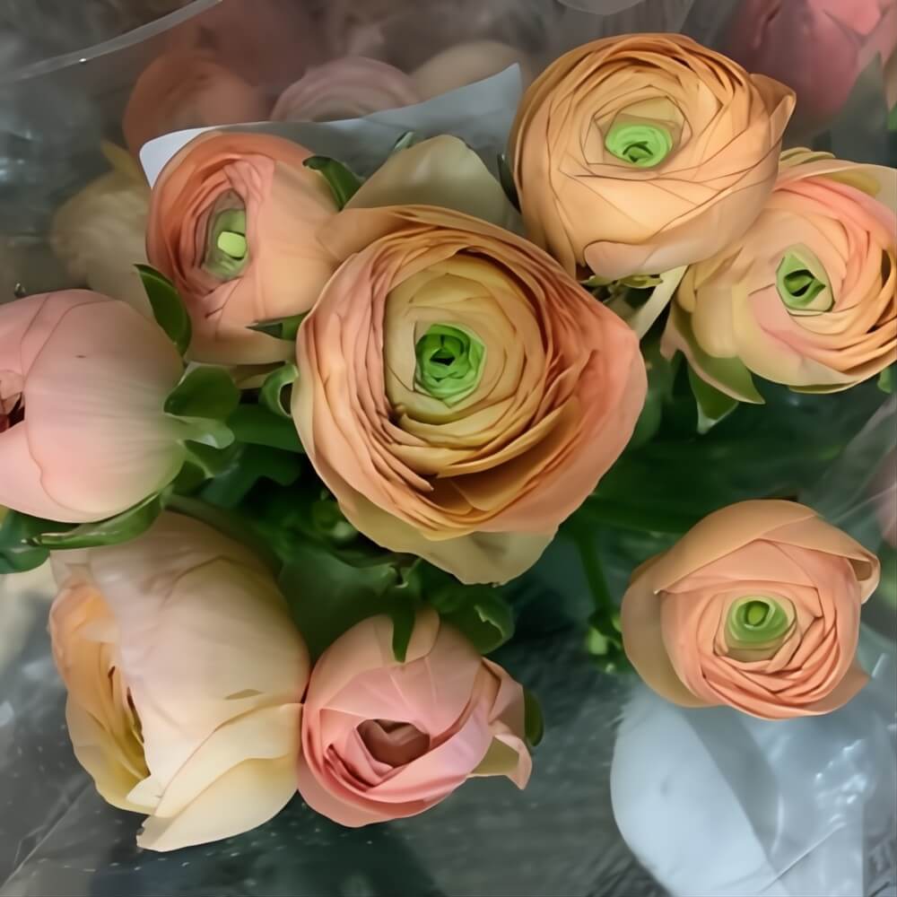 Wholesale Peach Elegance Ranunculus – Fresh Soft Blooms
